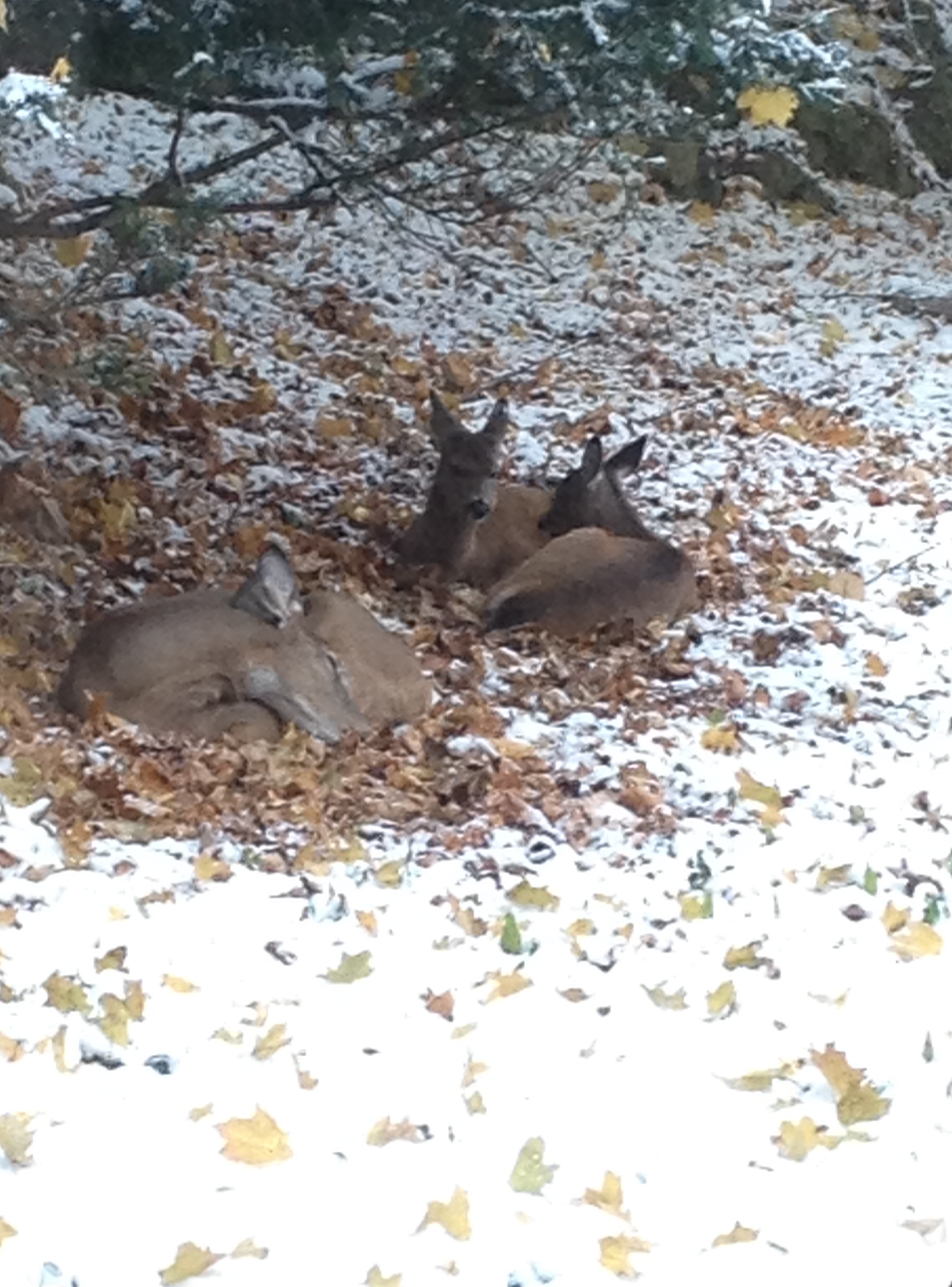 Looks who is coming to breakfast, my dear deers! - Ellwanger Estate